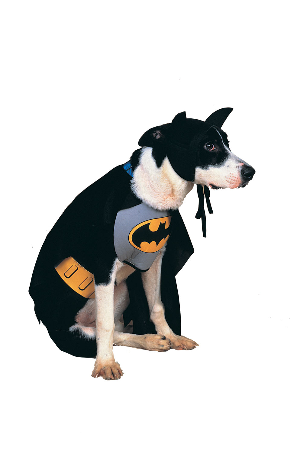 Batdog hundmaskerad - Zingland.se
